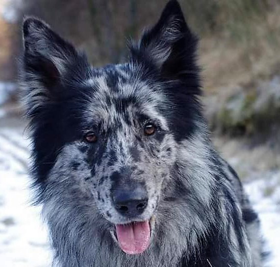 Cane Pastore Della Lessinia E Lagorai